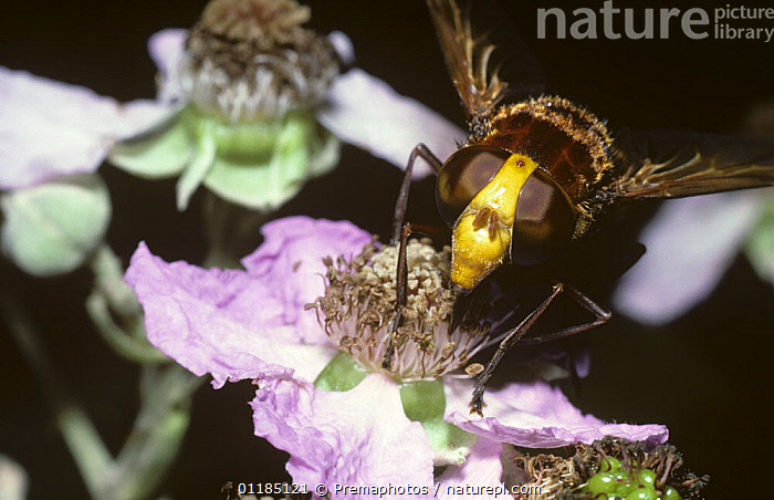 Stock photo of Hornet plume-horn hover fly (Volucella zonaria) feeding ...