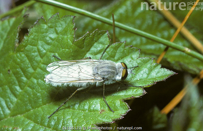 Stock photo of Coastal silver stiletto fly (Thereva / Acrosathe ...