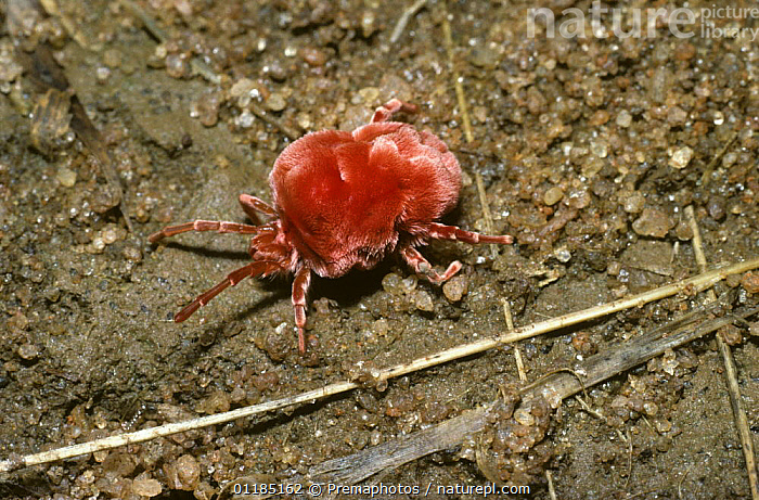 Stock photo of Giant red velvet mite (Trombidium sp.) in savannah ...