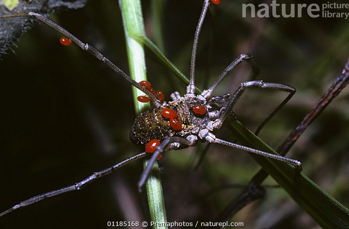 Stock photo of Female Common harvestman (Phalangium opilio) covered in ...