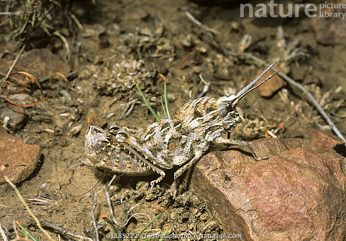 Stock photo of Toad grasshopper (Lamarckiana sp) in desert, South ...