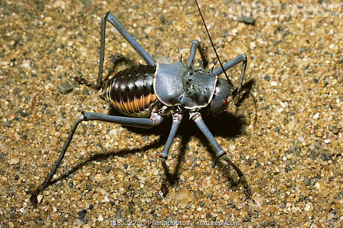 Stock photo of Koringkriek armoured bush-cricket / katydid (Acanthoplus ...