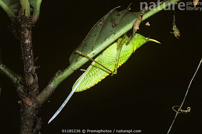 Stock photo of Cone-headed katydid (Copiphora rhinoceros) female ...