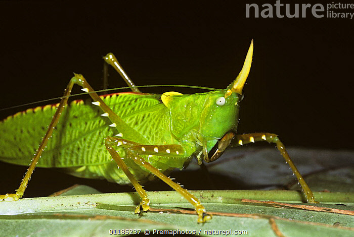 Stock photo of Cone-headed katydid (Copiphora rhinoceros) female in ...