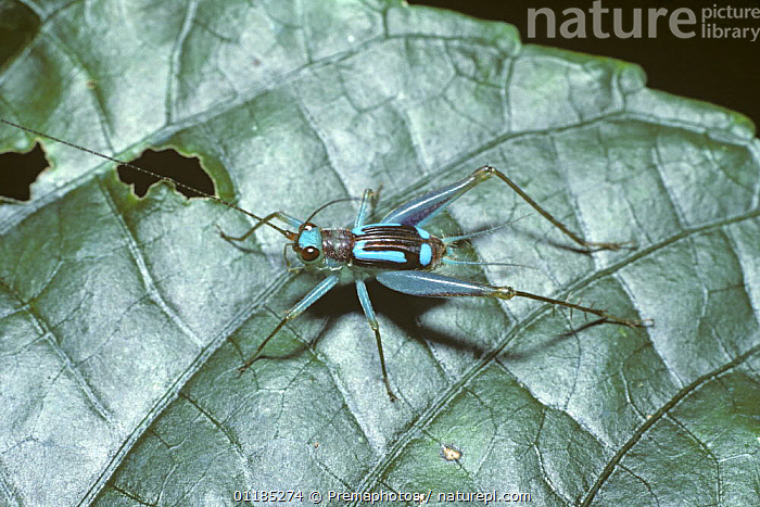 Stock photo of Warningly coloured cricket (Rhicnogryllus lepidus) male ...