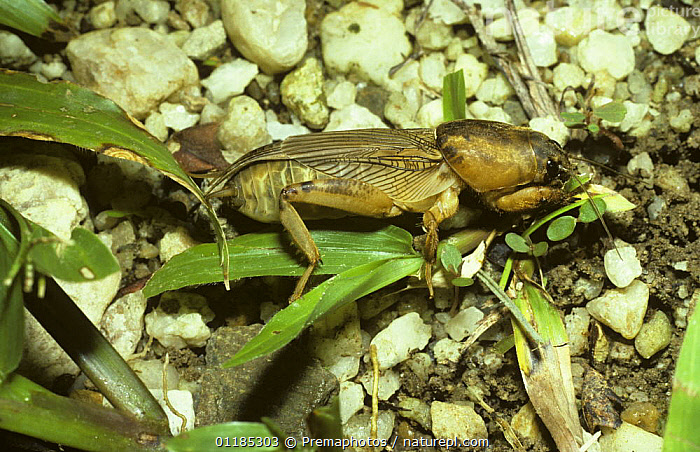 Stock photo of Mole cricket (Scapteriscus vicinus) Trinidad. Available ...