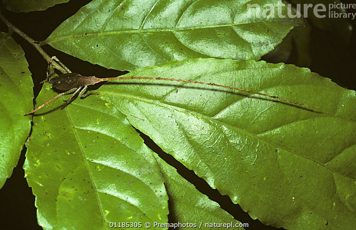 Stock photo of Katydid (Tanusia brullaei) nymph with very long antennae ...