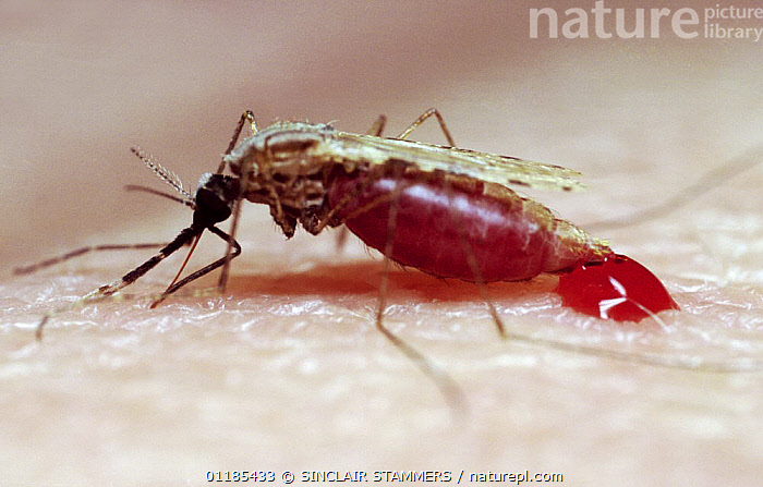 Stock photo of Mosquito {Anopheles stephensi} sucking human blood ...