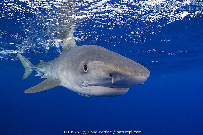 Stock photo of Tiger shark (Galeocerdo cuvier) portrait, North Shore ...