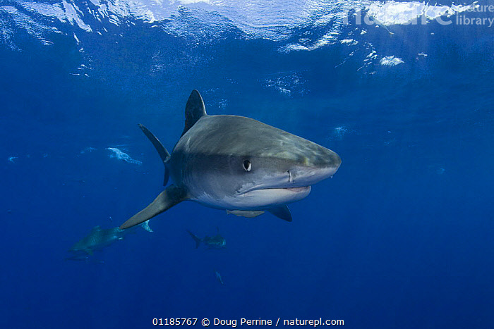 Stock photo of Tiger shark (Galeocerdo cuvier) North Shore, Oahu ...