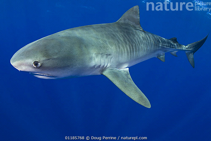 Stock photo of Tiger shark (Galeocerdo cuvier) North Shore, Oahu ...