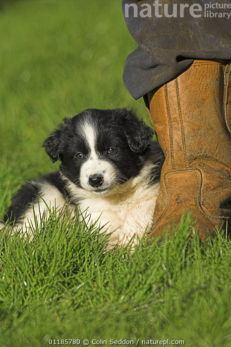 Stock photo of Border Collie, 6-week puppy, lying next to owner's feet ...
