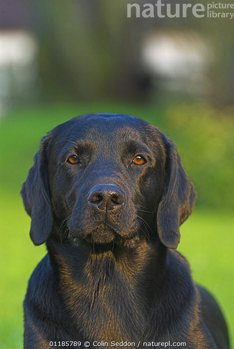 Stock photo of Black Labrador portrait, UK. Available for sale on www ...