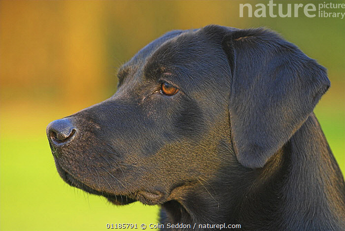 Stock photo of Black Labrador, head profile, UK. Available for sale on ...