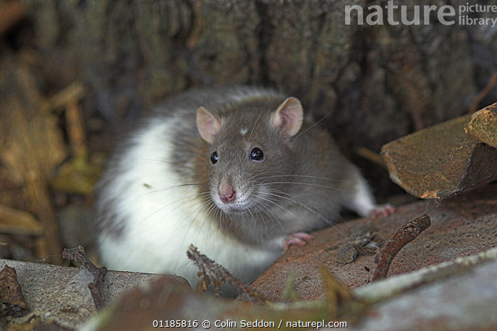 Stock photo of Broken-coated satin fancy rat {Rattus sp.} cptive, UK ...