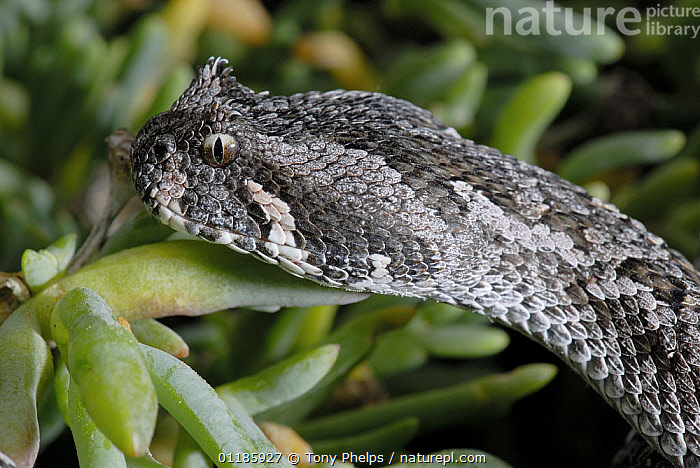 Stock photo of Female Southern Adder (Bitis armata) DeHoop Nature ...