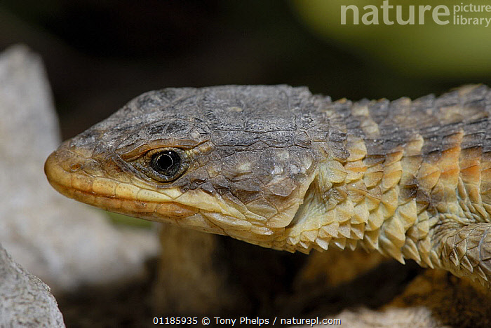 Stock photo of Cape Girdled Lizard {Cordylus cordylus} DeHoop Nature ...