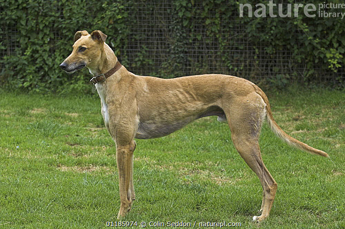 Stock photo of Male Greyhound, UK. Available for sale on www.naturepl.com