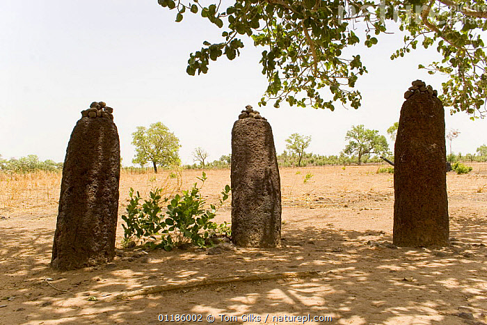 Stock photo of Wassu stone circles, Wassu, Constructed 500AD Gambia ...
