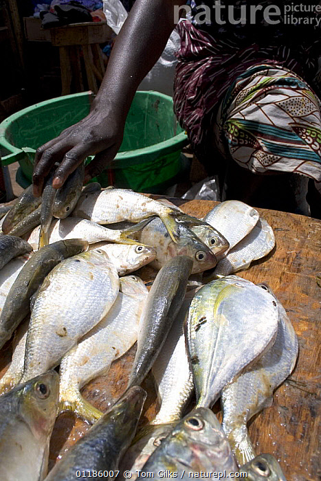 Stock photo of Bongo fish for sale in Serekunda market, Gambia, 2007 ...