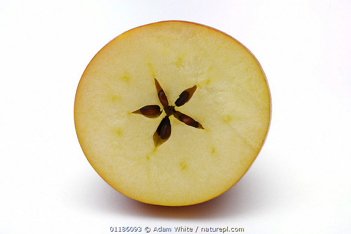 Stock photo of Cross section through apple showing star shape with pips ...
