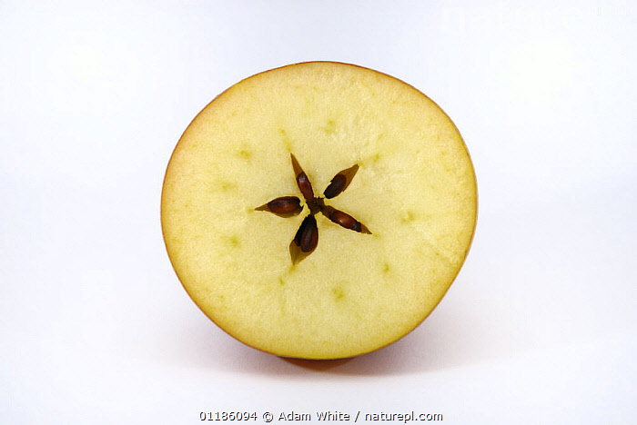 Stock photo of Cross section through apple showing star shape with pips ...