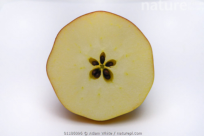 Stock photo of Cross section through apple showing star shape with pips ...