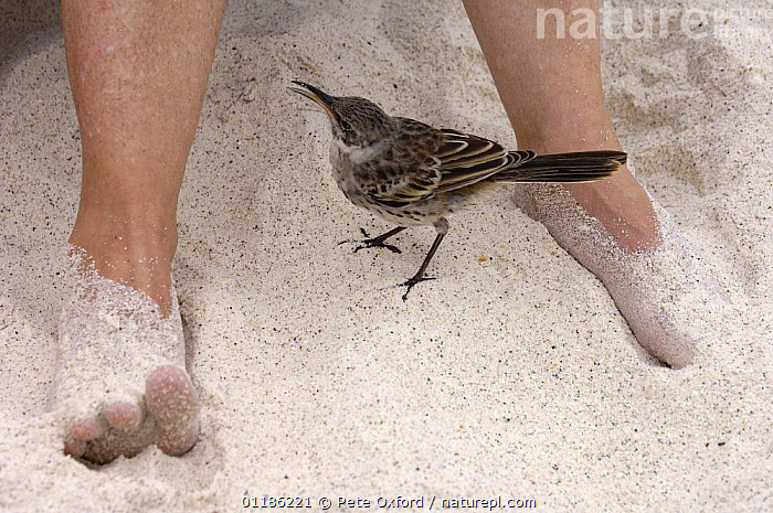 Stock photo of Hood Island mockingbird (Nesomimus trifasciatus ...