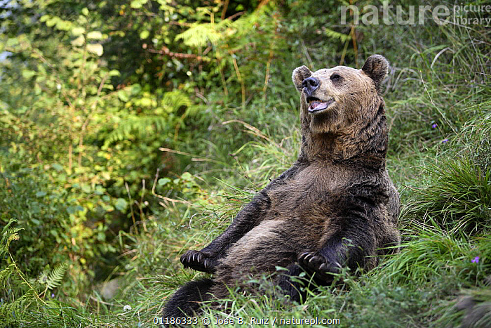 Stock photo of Pyrenean brown bear (Ursus arctos pyrenaicus) sitting ...