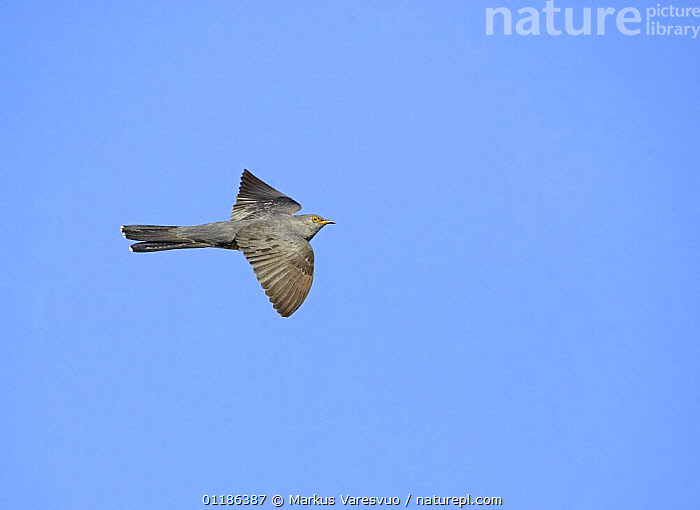 Stock photo of European Cuckoo (Cuculus canorus) male in flight, Latvia ...