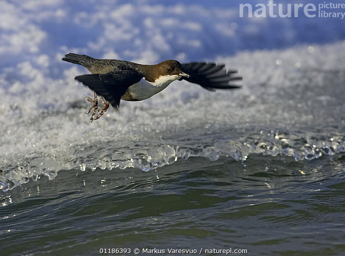 Stock photo of Dipper (Cinclus cinclus) in flight over frozen water ...