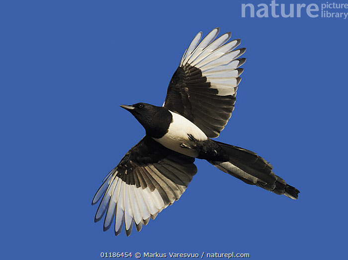 Stock photo of Magpie (Pica pica) flying, Helsinki Finland November ...