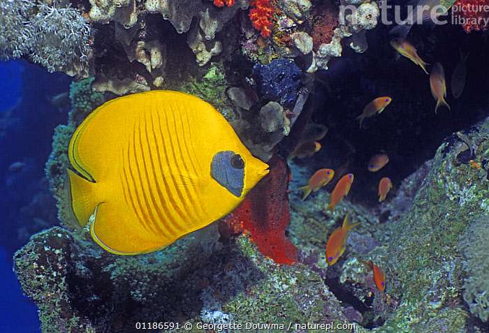 Stock photo of Golden butterflyfish (Chaetodon semilarvatus) Red Sea ...