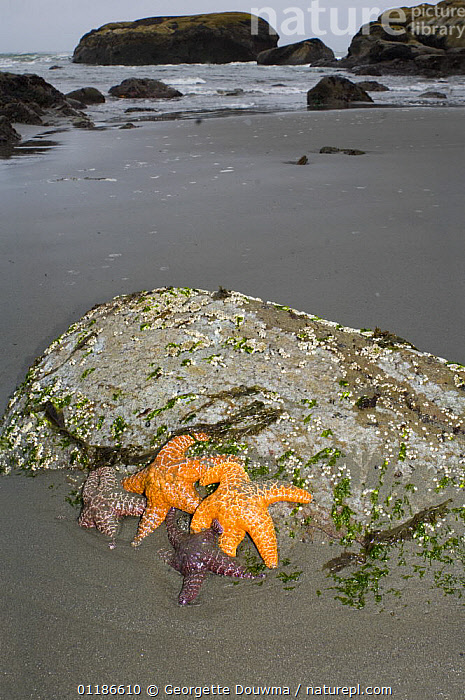 Stock photo of Ochre sea stars (Pisaster ochraceus) exposed on beach at ...