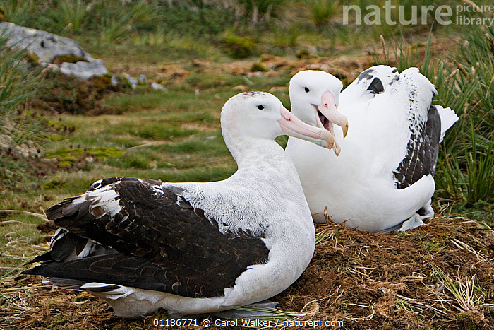Stock photo of Mating pair of Wandering Albatross (Diomedea exulans ...