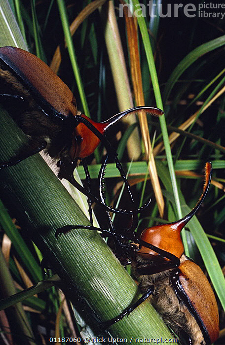 Stock photo of Caliper beetle (Golofa porteri) males fighting on giant ...