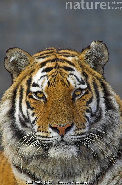 Stock photo of Bengal tiger {Panthera tigris tigris} portrait, captive ...