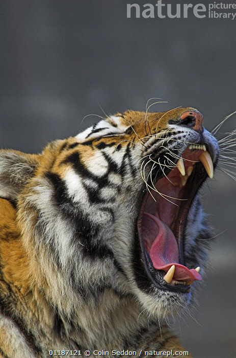 Tiger Yawning