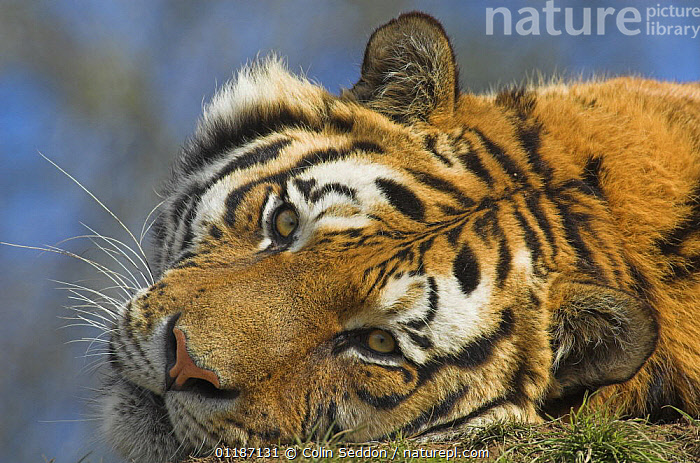 Stock photo of Bengal tiger {Panthera tigris tigris} face portrait ...