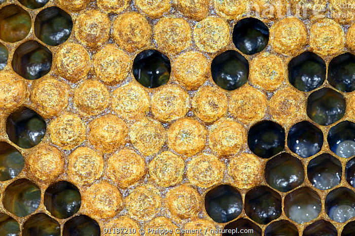 Stock photo of Honey bee (Apis mellifera) comb with open cells and ...