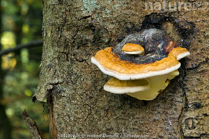 Stock photo of Polyporus / Ischnoderma resinosum growing on the trunk ...