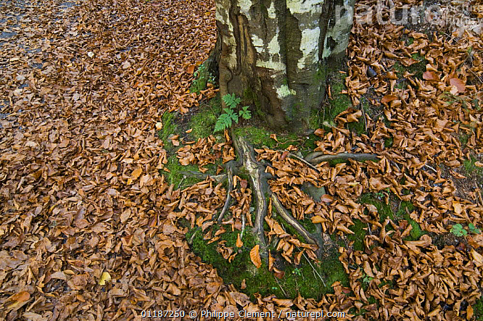 Stock photo of Autumn leaves and roots of European beech tree (Fagus ...