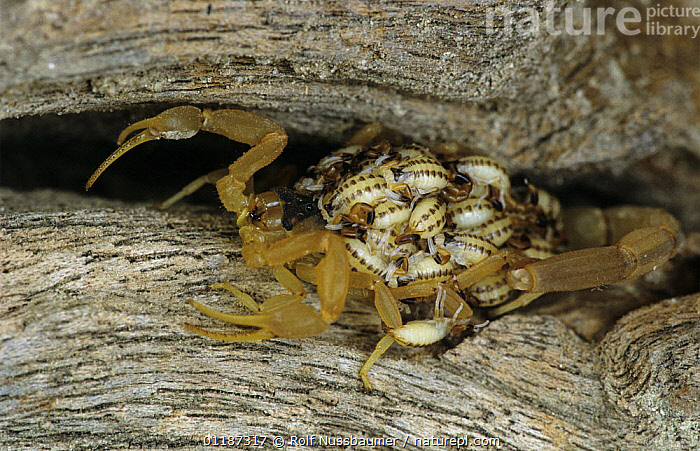 Stock photo of Scorpion {Centruroides sp} female carrying hatchlings on ...