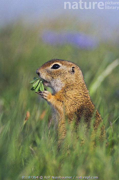 Stock photo of European Suslik / Souslik {Spermophilus citellus}adult ...