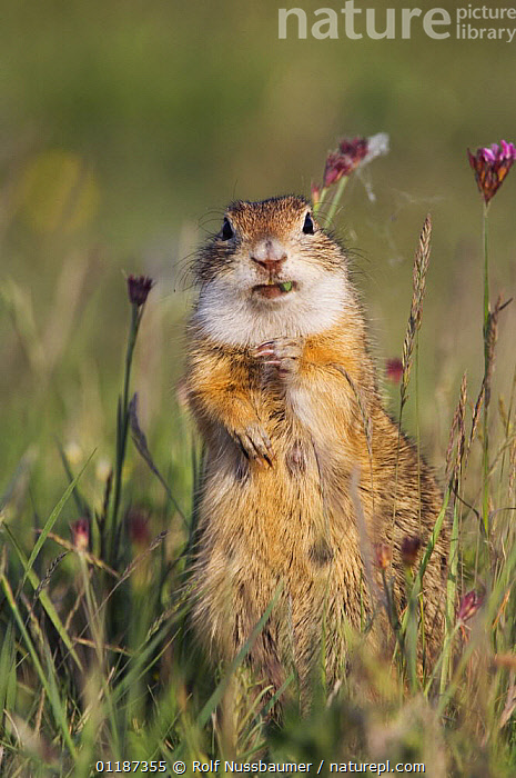 Stock photo of European Suslik / Souslik {Spermophilus citellus} adult ...