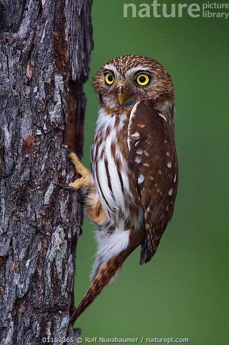 Stock photo of RF- Ferruginous Pygmy Owl (Glaucidium brasilianum) adult ...