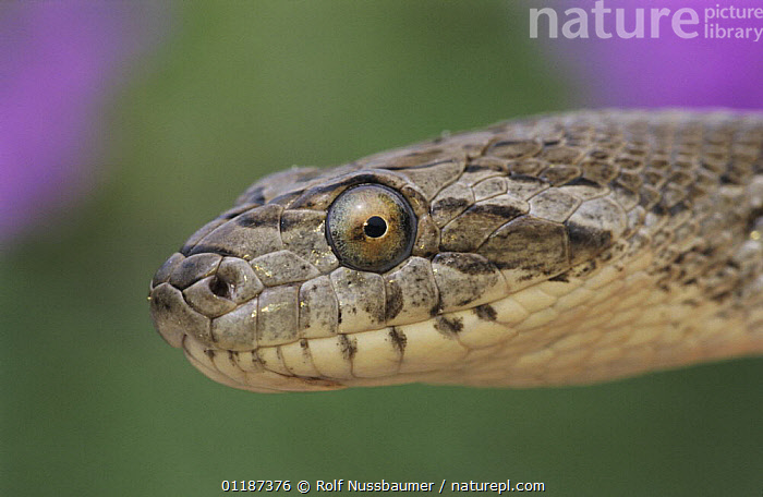 Stock photo of Great Plains Rat Snake / Corn snake {Elaphe guttata ...