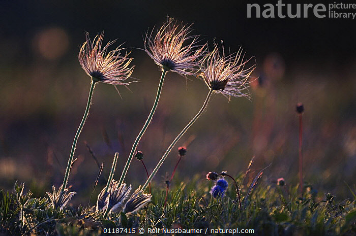 Stock photo of Pasque Flower {Pulsatilla pratensis} seed heads ...