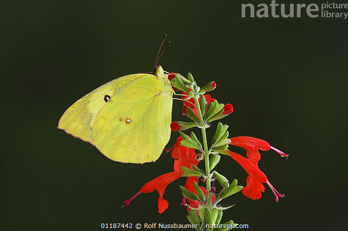 Stock photo of Southern Dogface {Colias cesonia} male on Tropical Sage ...