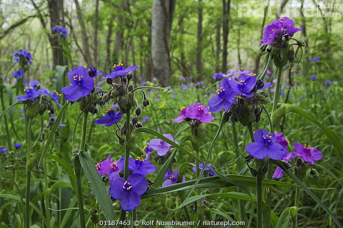 Stock photo of Prairie Spiderwort {Tradescantia occidentalis} flowering ...